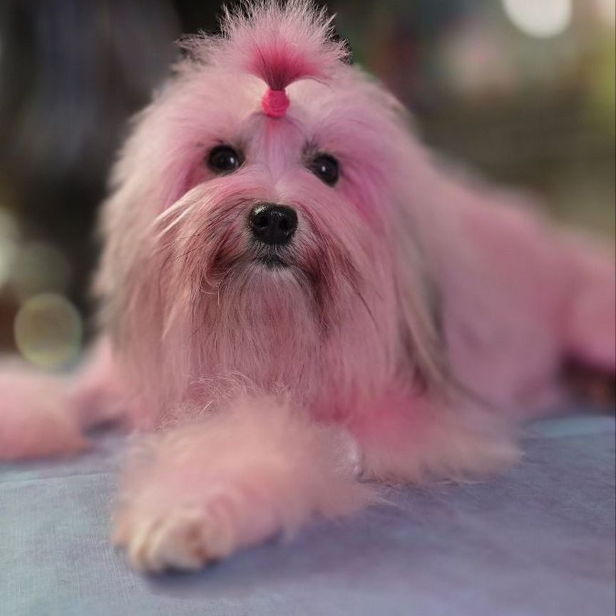 Малая львиная собака, взрослая