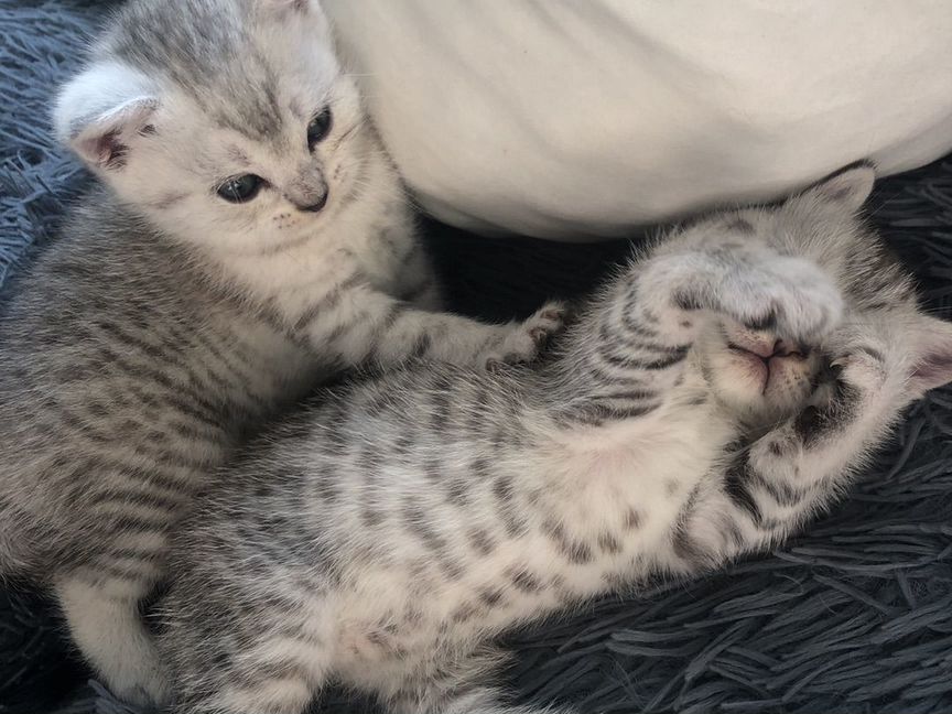 Шотландские котята
