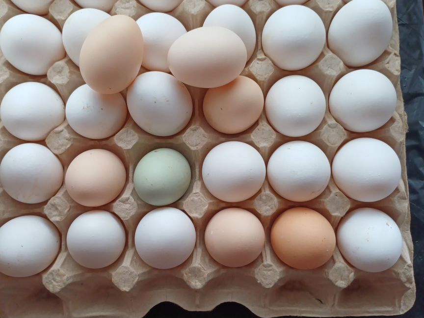 Инкубационное яйцо