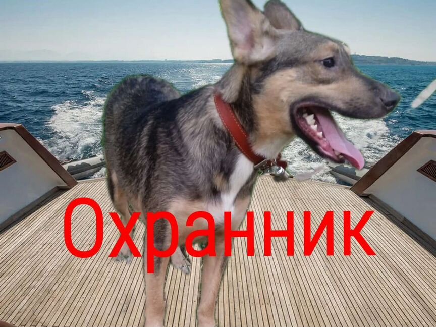 Небольшой песик Геша ищет дом