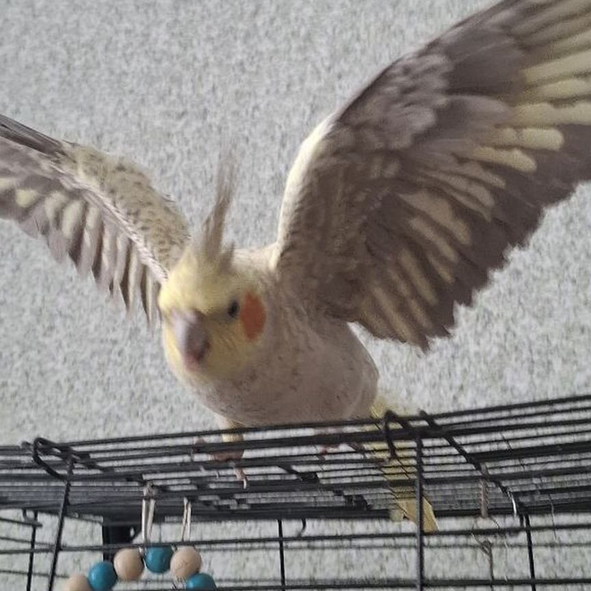 Попугай корелла с клеткой