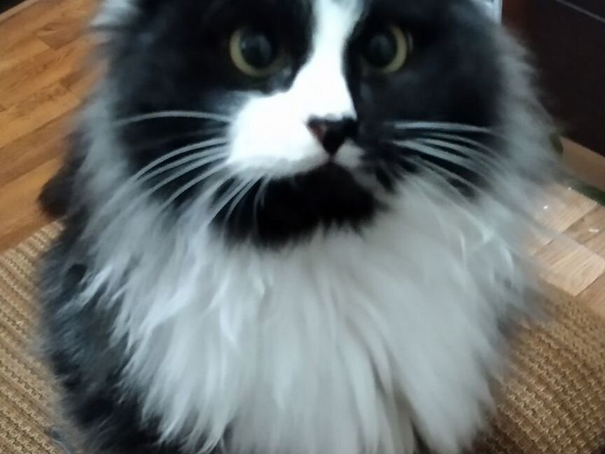 Кошки в добрые руки бесплатно