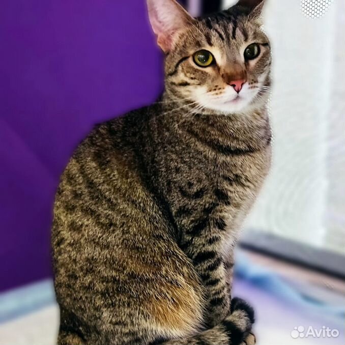 Кошечку оставили в подъезде.1.5 года