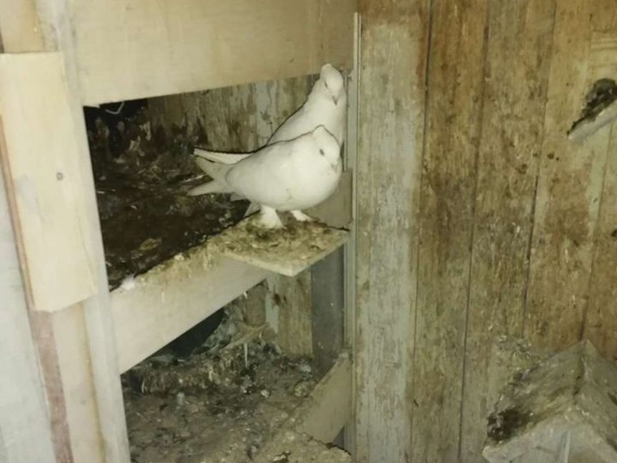 Голуби андижанци