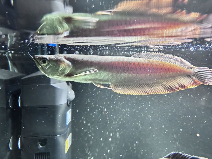 Аравана серебряная