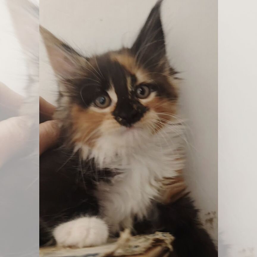 Мейн-кун котёнок