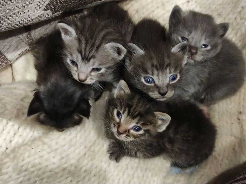 Кошка в дар