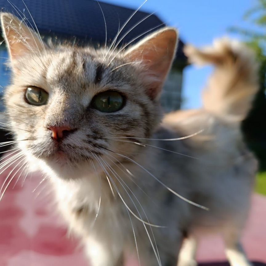 Кошечка в добрые руки