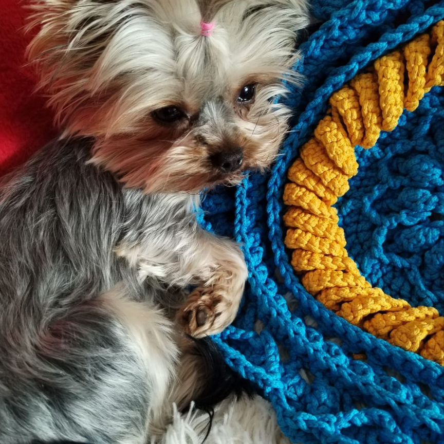 Йоркширский терьер мини беби фейс