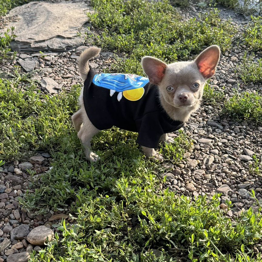 Вязка чихуахуа