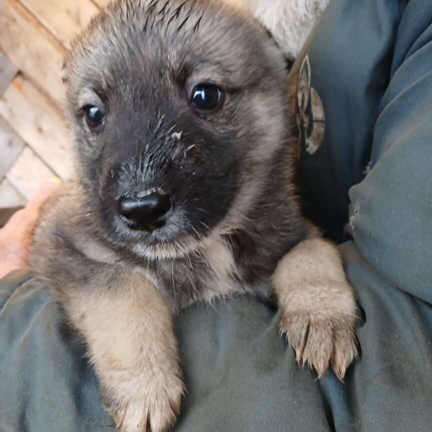 Щенки, 2.5 мес., ищут дом