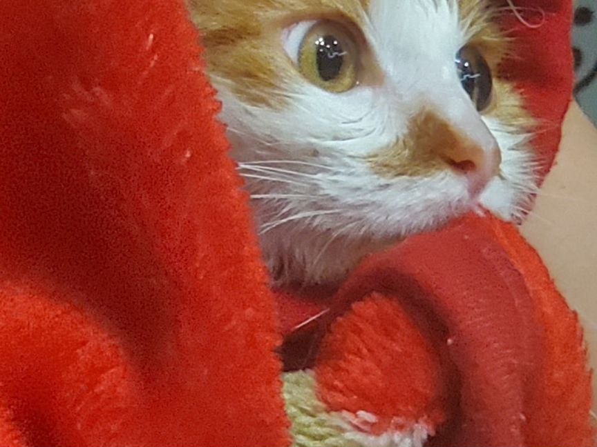 Котенок в добрые руки бесплатно