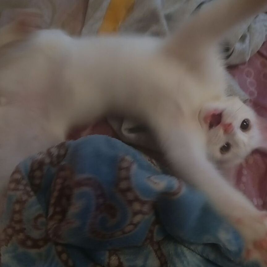 Лапочка ищет себе дом