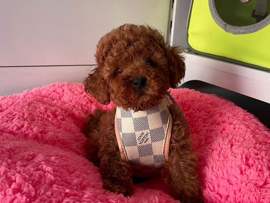 Той-пудельки мальчики и девочки