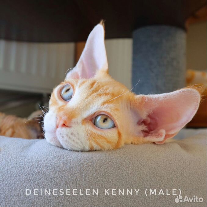 Мальчик девон рекс 3.5 мес (готов к переезду)