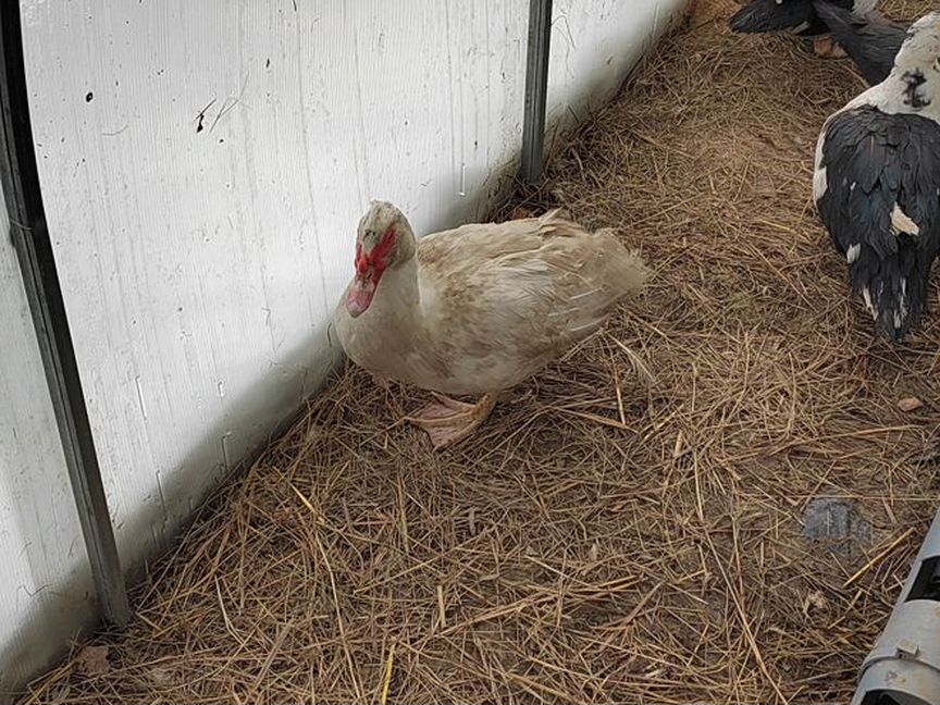 Селезень индоутки