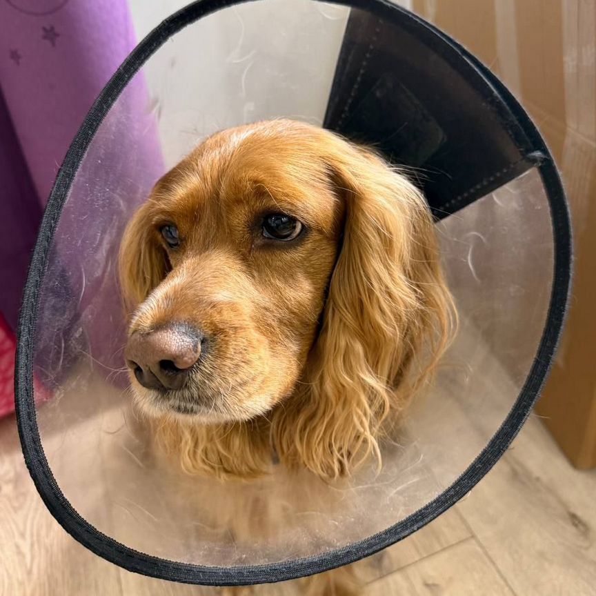 Воротник ветеринарный