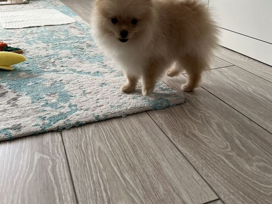 Померанский шпиц