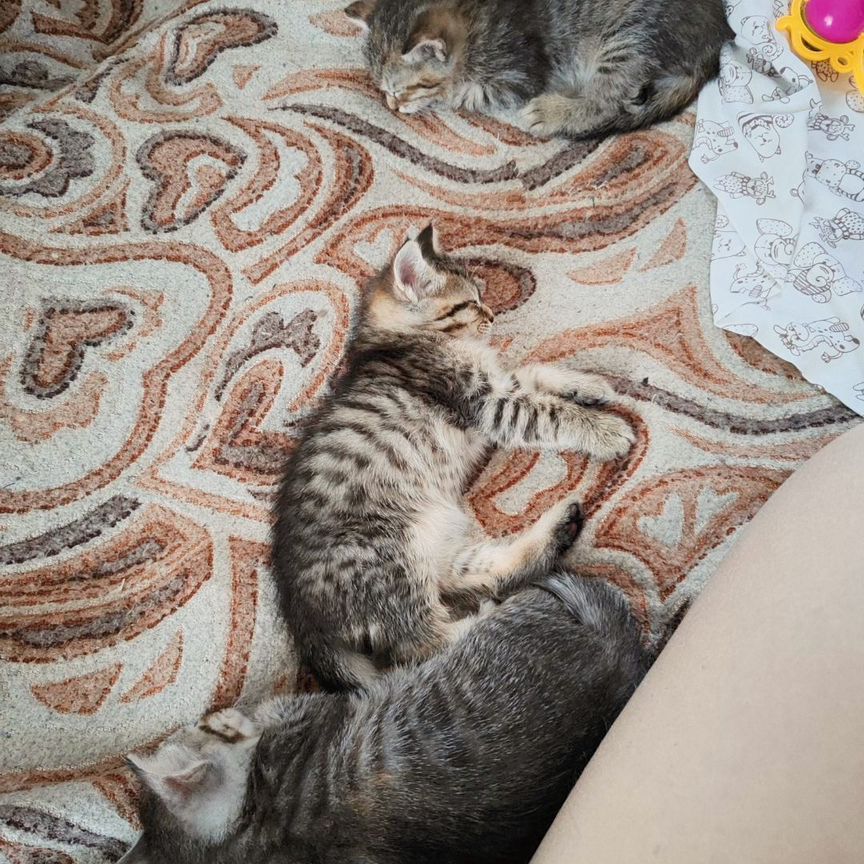 Котята в добрые руки бесплатно