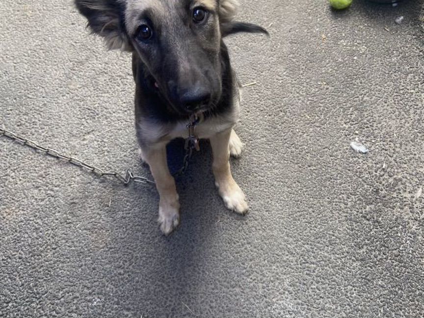 Собака в добрые руки