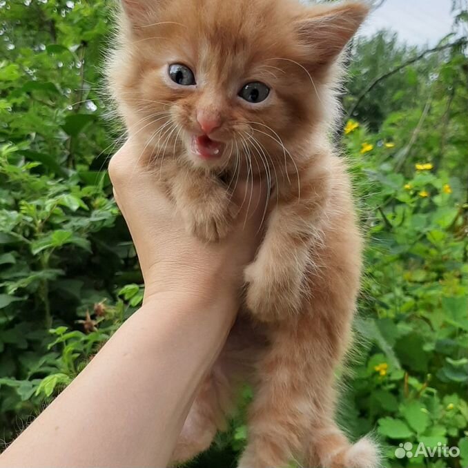 Супер ласковый и ручной котёнок Джерри ждёт семью