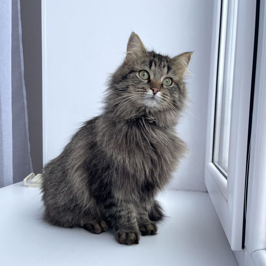 Котик в добрые руки