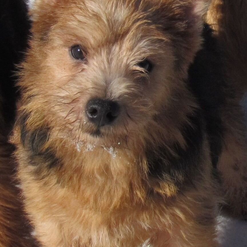 Подросток норвич кобель