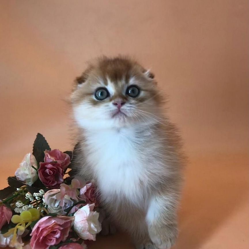 Эксклюзивный малыш