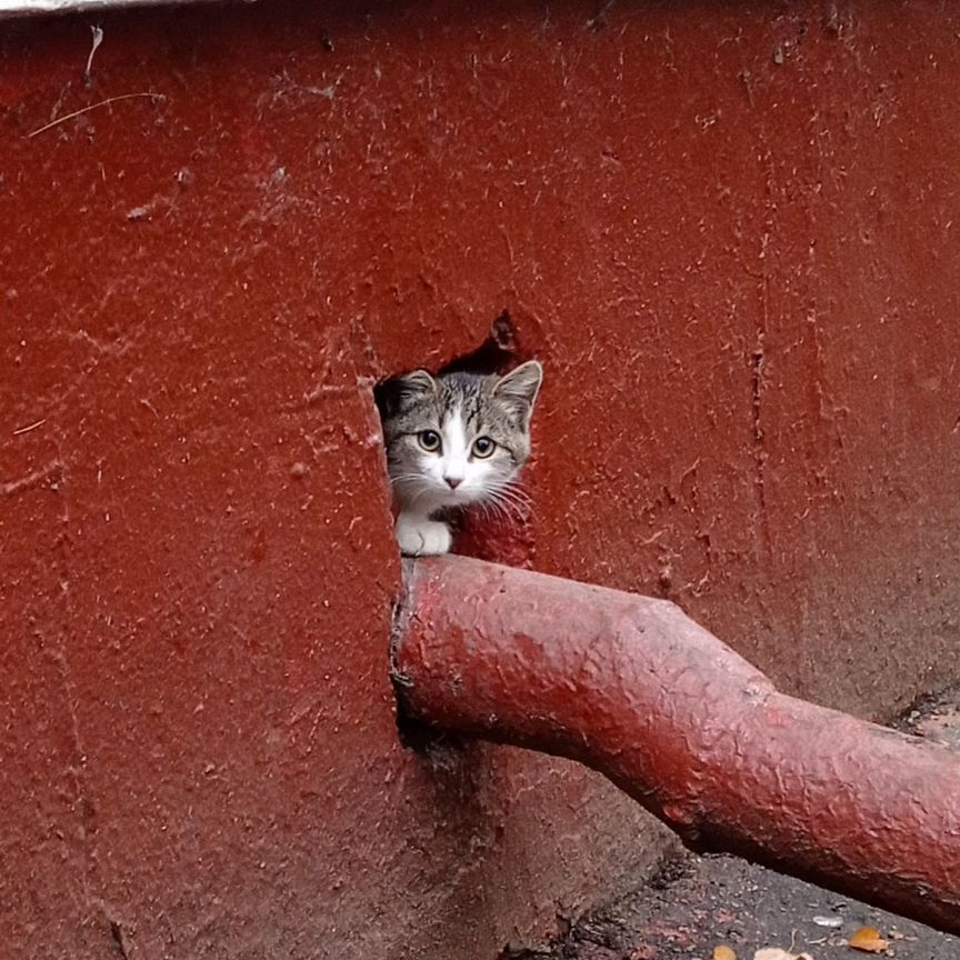 Котенок выживает в подвале