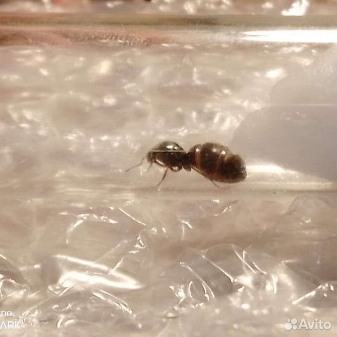 Муравьи вида Lasius niger