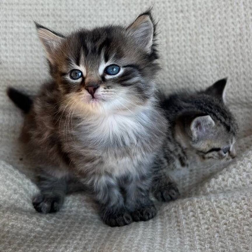 Котята