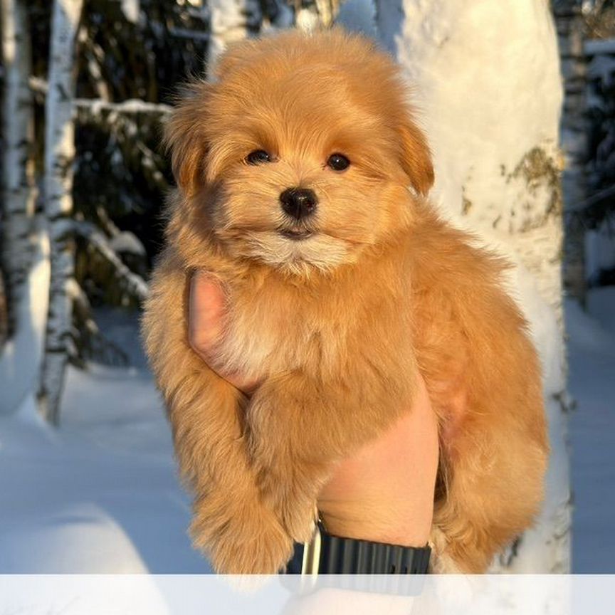 Мальтипу, щенок