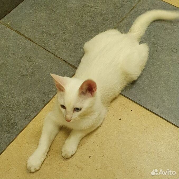 Белый кот с красивыми глазами