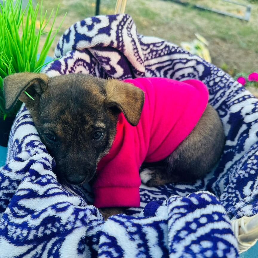 Щенок в добрые руки