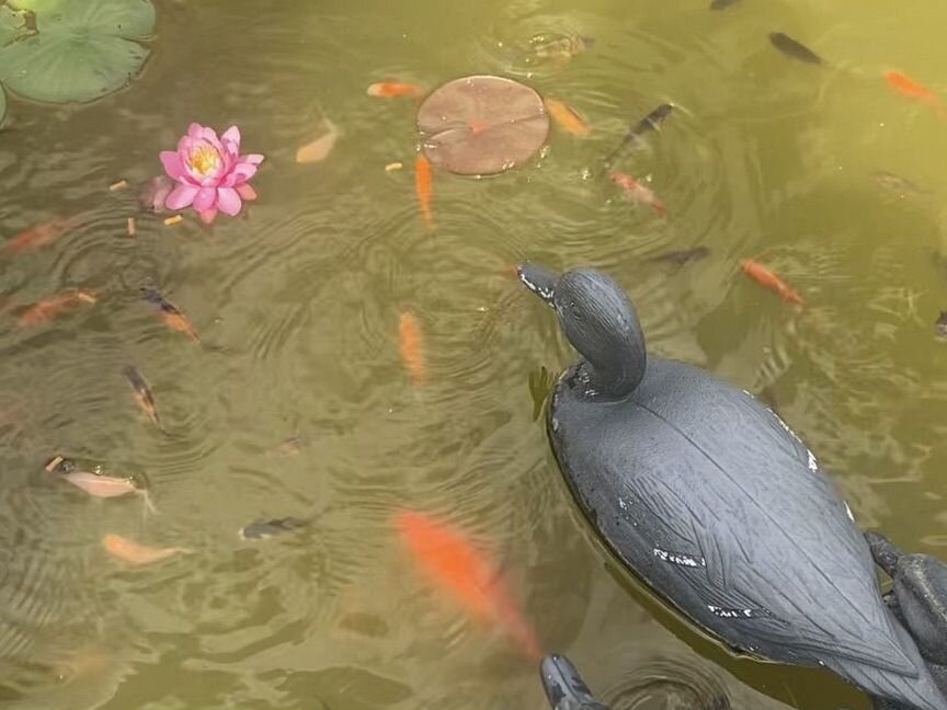 Рыбы комета для пруда