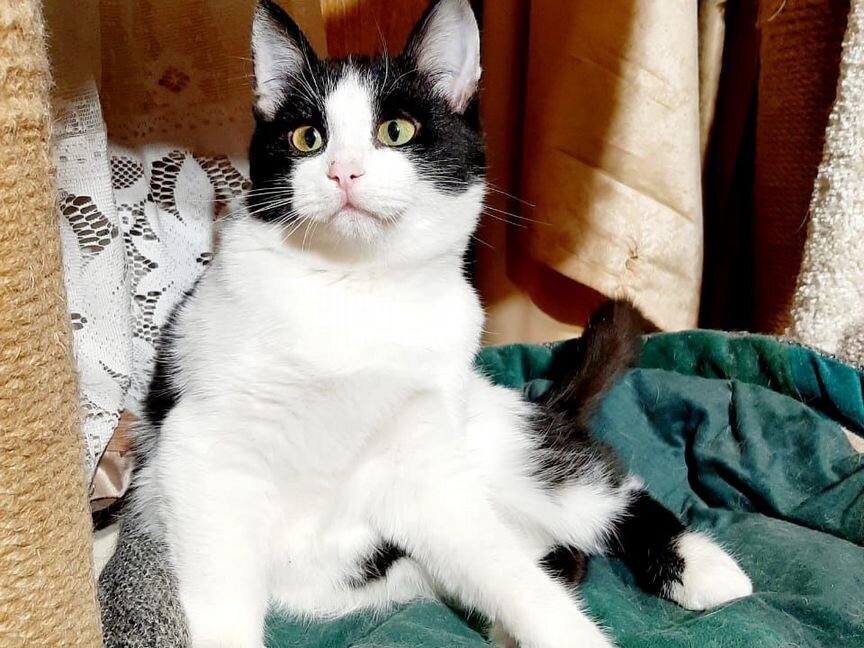 Сладкий и ласковый котенок