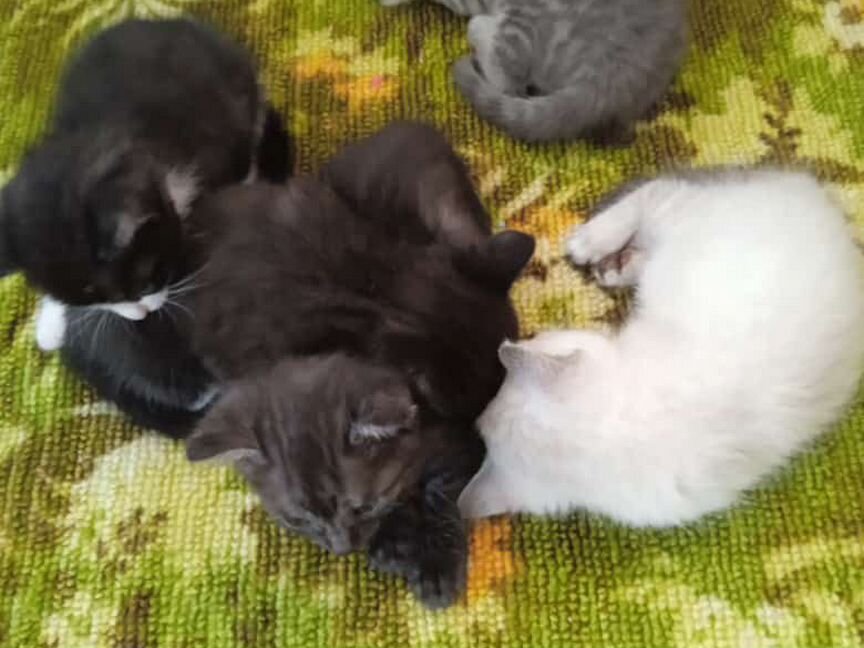 Котята в добрые руки бесплатно