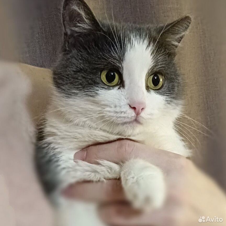 Кошечка на передержке в поисках хозяина
