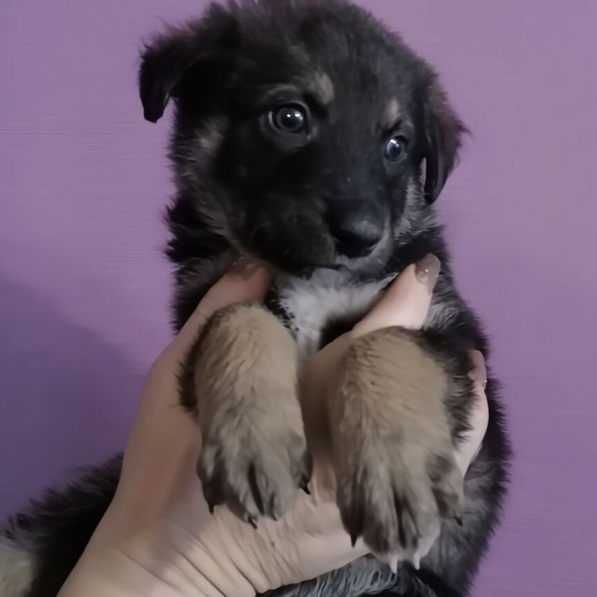 Щенок в добрые руки