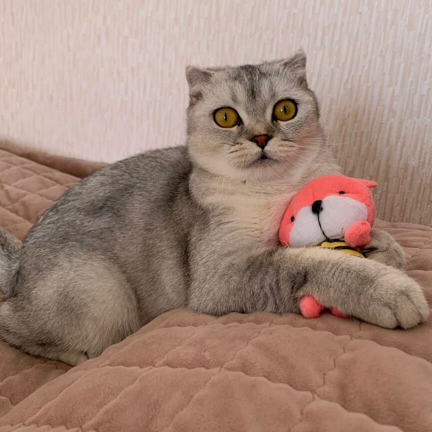 Шотландская вислоухая кошка