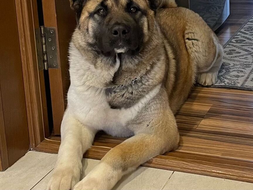 Щенки американской акиты