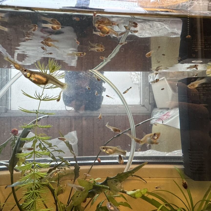 Аквариумные рыбки гуппи