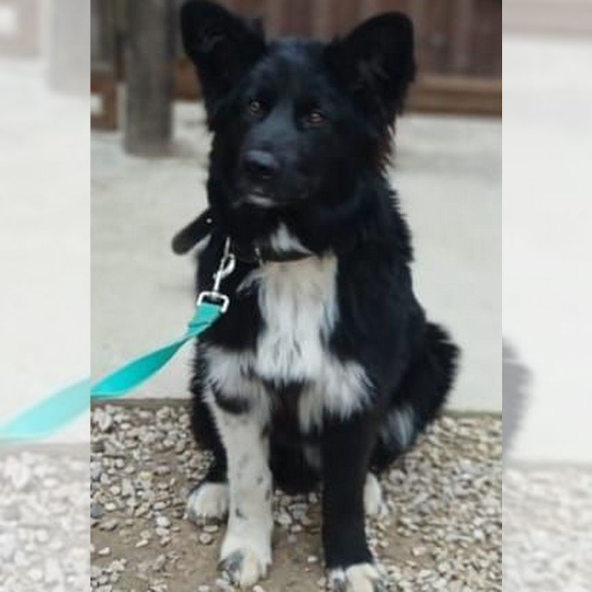 Немецкая овчарка, щенок