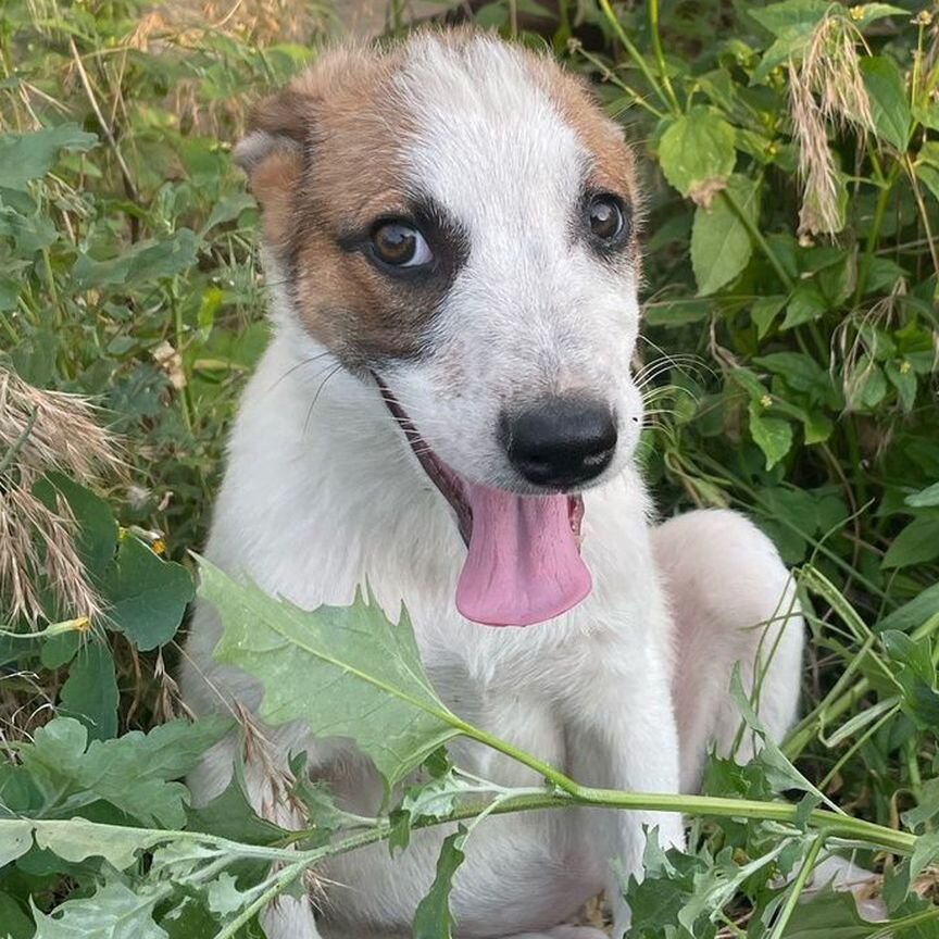 Щенок девочка