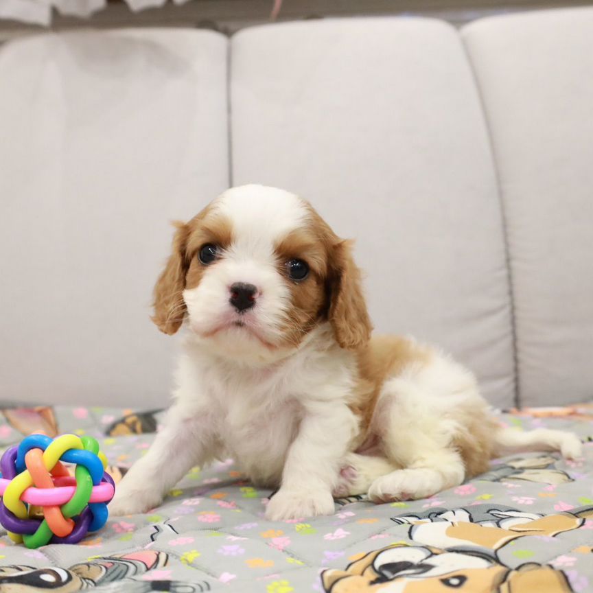 Кавалер Кинг Чарльз спаниель мальчик Марсель