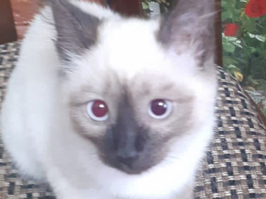 Кошка