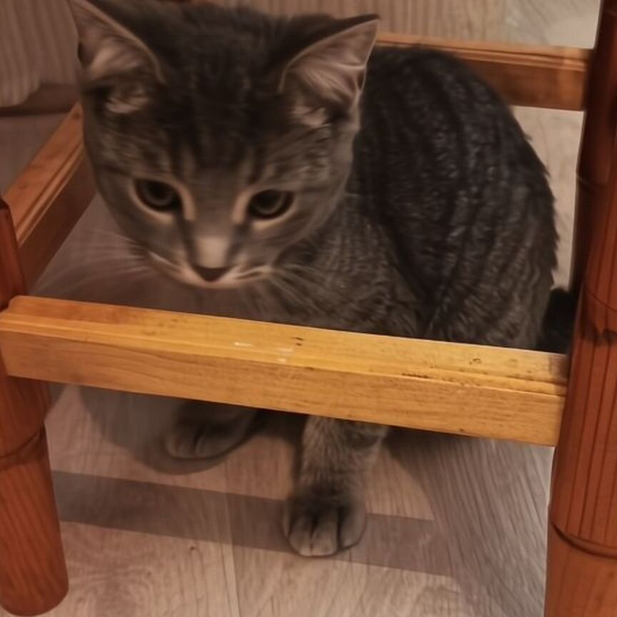 Британский длинношёрстный котёнок