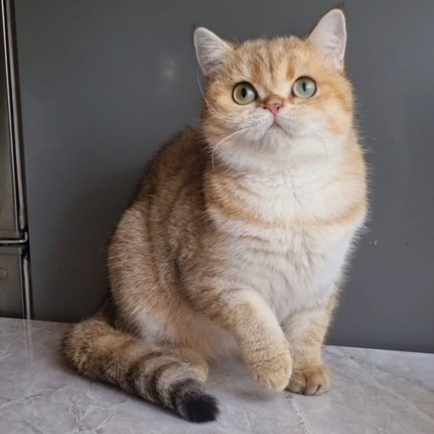 Девочка золотая шиншилла