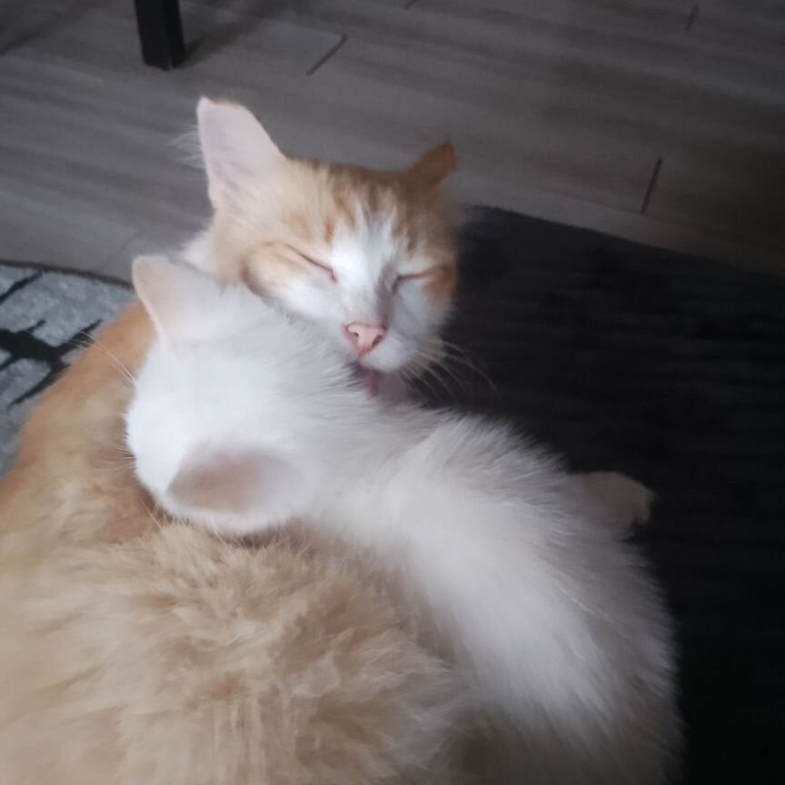 Белый котенок