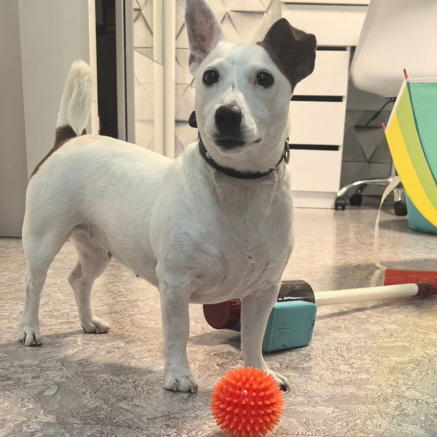 Джек-рассел-терьер, взрослая собака